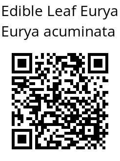 Eurya acuminata - Edible Leaf Eurya